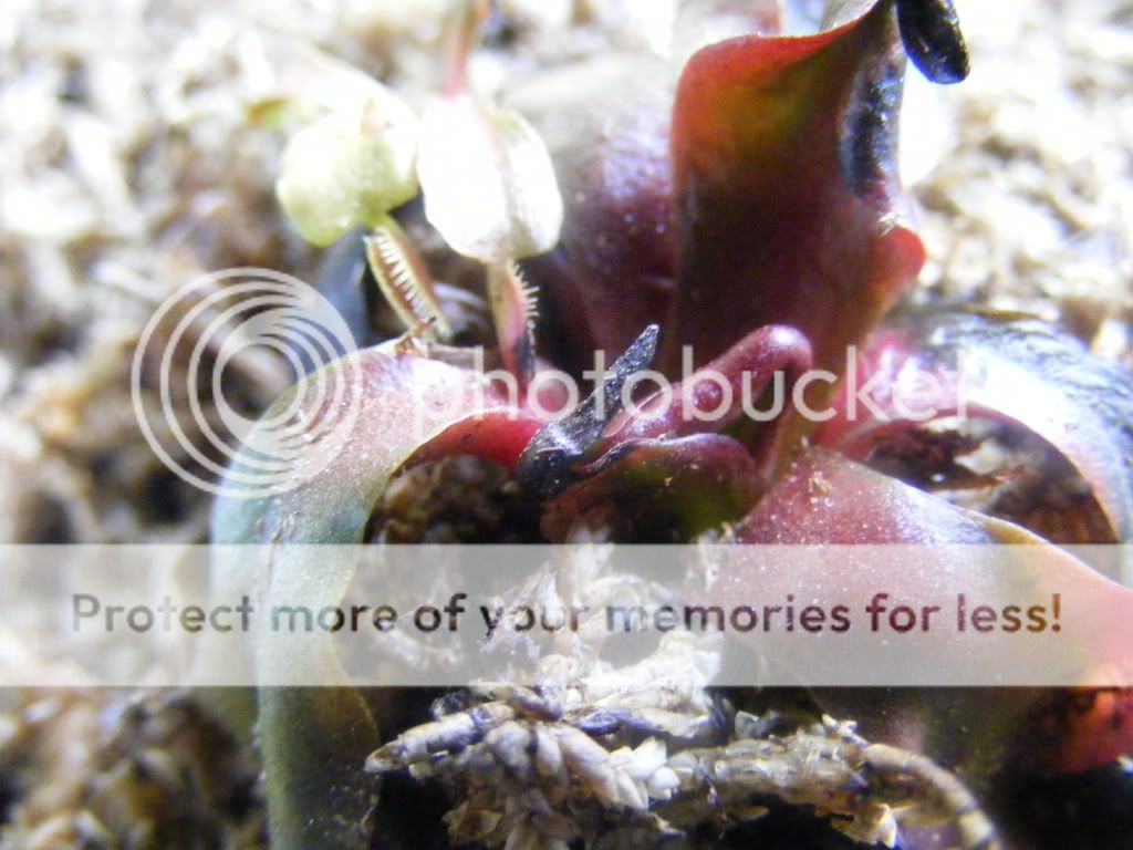 New traps turning brown w/pics? - FlyTrapCare Forums